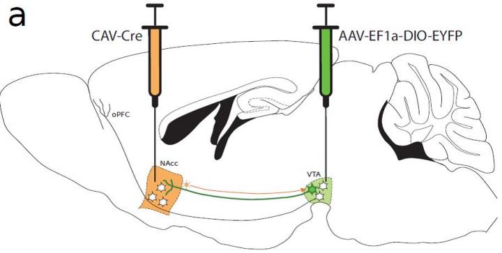 Dopamine Development [IMAGE] | EurekAlert! Science News Releases