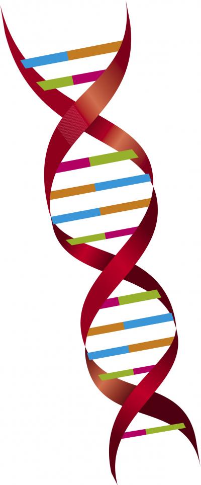 DNA [IMAGE] | EurekAlert! Science News Releases