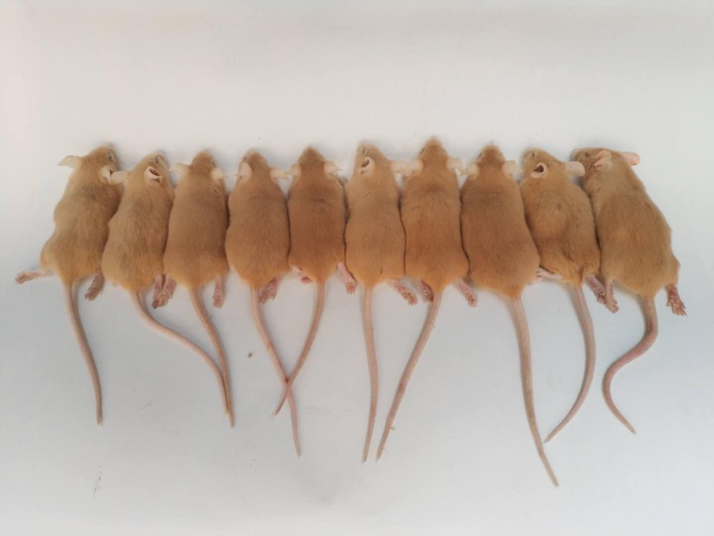 Yellow mice generated by targe [IMAGE] | EurekAlert! Science News Releases