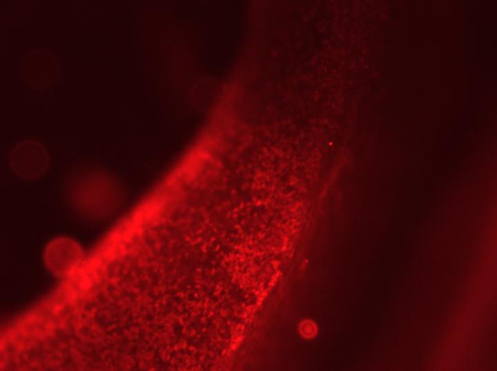 Red Haze [IMAGE] | EurekAlert! Science News Releases