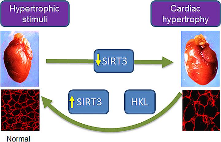 SIRT3 Effects [IMAGE] | EurekAlert! Science News Releases