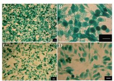 Cell Viability [IMAGE] | EurekAlert! Science News Releases