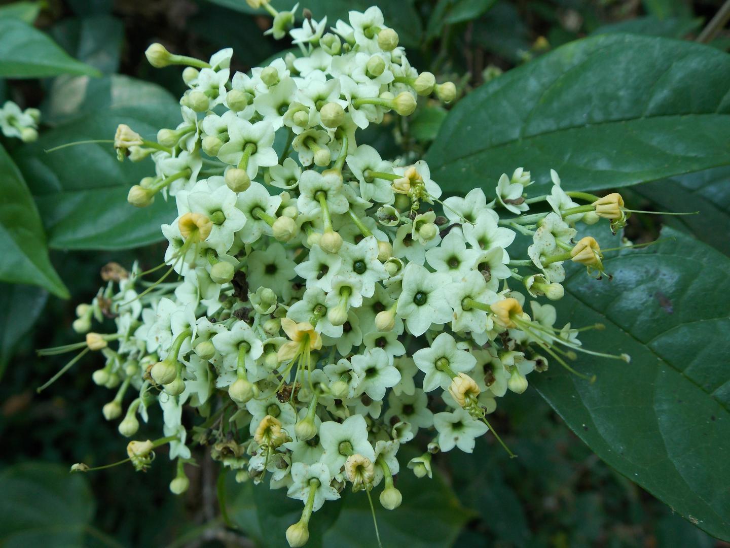 Tarenna pavettoides [IMAGE] | EurekAlert! Science News Releases