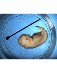 Bat and dolphin embryo illustr [IMAGE] | EurekAlert! Science News Releases
