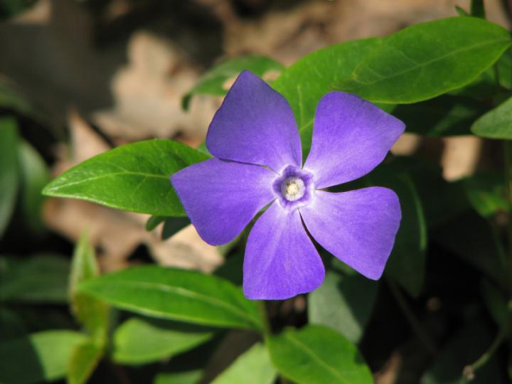 Periwinkle Plant [IMAGE] | EurekAlert! Science News Releases