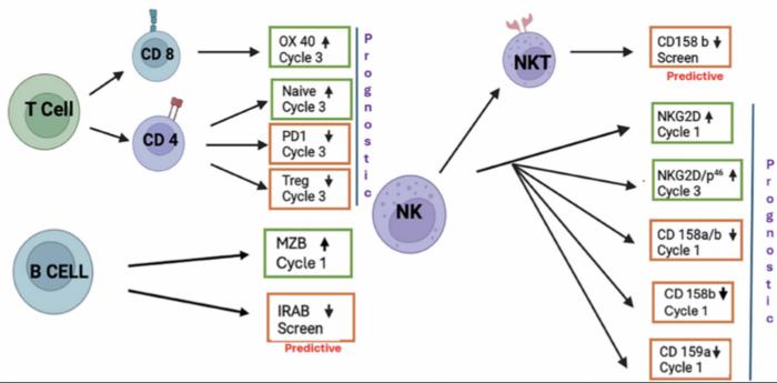 Pomalidomide improved immune p [IMAGE] | EurekAlert! Science News Releases