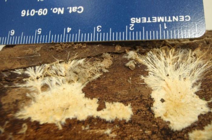 Photos of the Decay Experiment [IMAGE] | EurekAlert! Science News Releases