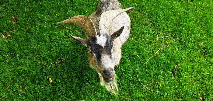Goats can tell if you are happ [IMAGE] | EurekAlert! Science News Releases