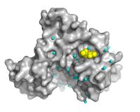 New insight into the mechanism of the drug ag | EurekAlert!