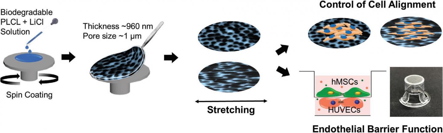 Biological artificial organs like skin, vesse | EurekAlert!