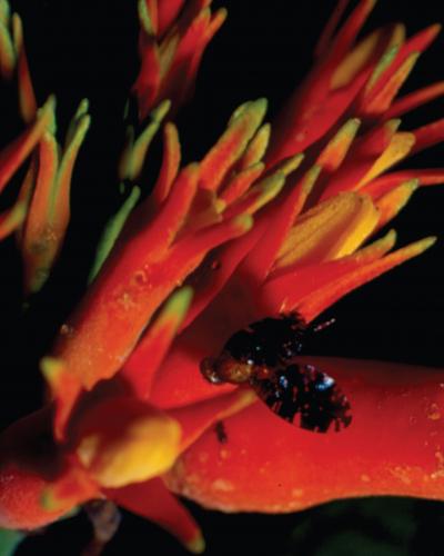 Hidden Insect Diversity in the Tropics (1 of | EurekAlert!