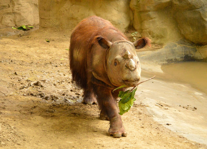 Rhino [IMAGE] | EurekAlert! Science News Releases