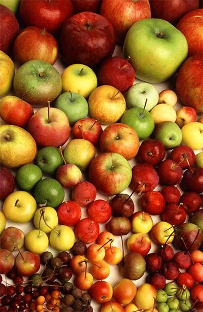 Apple Diversity [IMAGE] | EurekAlert! Science News Releases