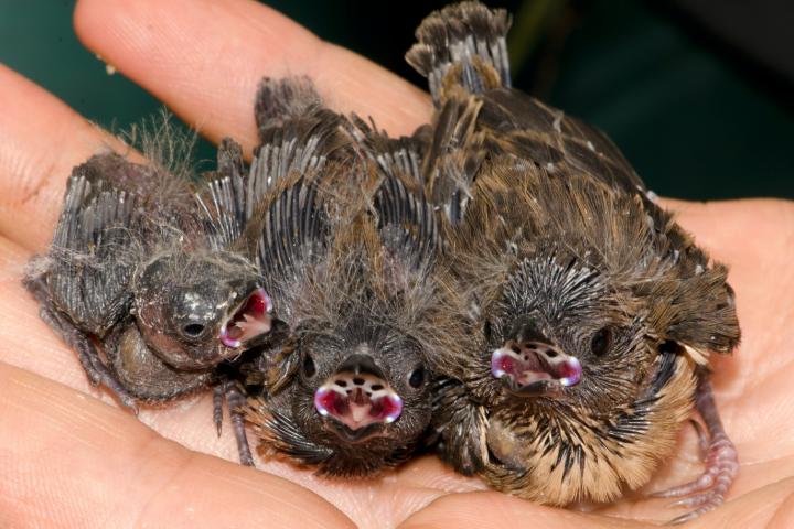 Bird Mimicry [IMAGE] | EurekAlert! Science News Releases