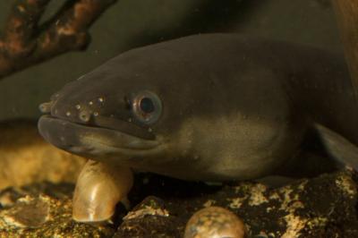 Eels Across the Ocean (5 of 6) [IMAGE] | EurekAlert! Science News Releases