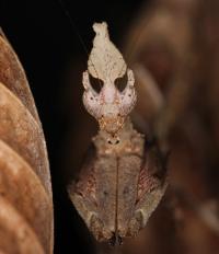 Enlarged view of the protruded [IMAGE] | EurekAlert! Science News Releases