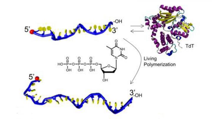 Illustration [image] Eurekalert Science News Releases