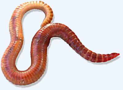 Tiger Worm [IMAGE] | EurekAlert! Science News Releases