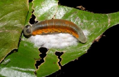 Apanteles manuelpereirai