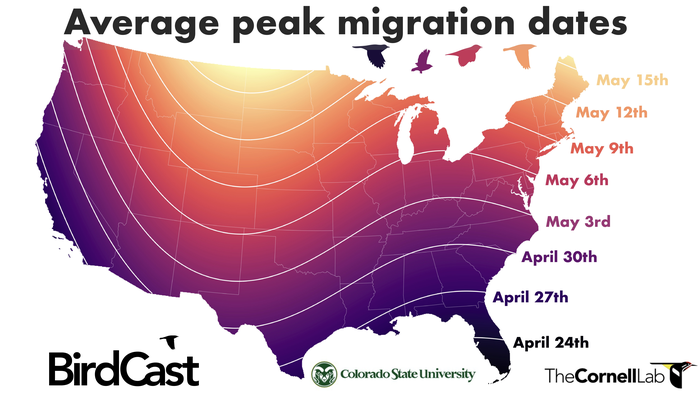Average Peak Spring Migration [IMAGE] | EurekAlert! Science News Releases