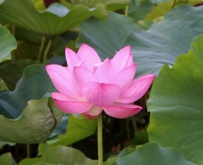 Sleeping Lotus [IMAGE] | EurekAlert! Science News Releases