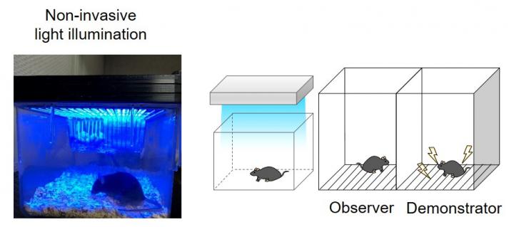 Figure 2. Observational Fear L [IMAGE] | EurekAlert! Science News Releases