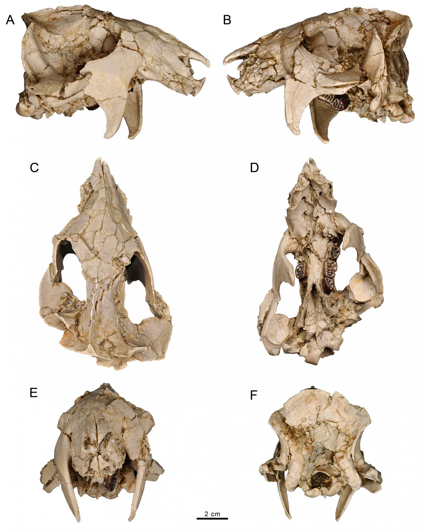 Vintana sertichi 3 [IMAGE] | EurekAlert! Science News Releases