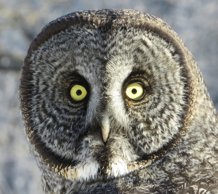 How giant-faced owls snag voles hidden in sno | EurekAlert!