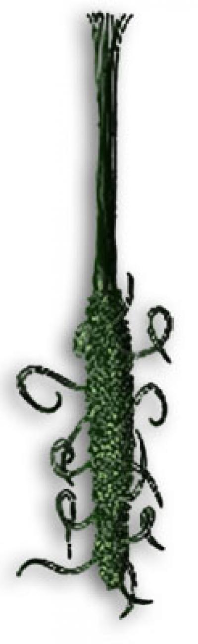 Trichurus terrophius [IMAGE] | EurekAlert! Science News Releases