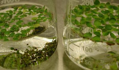 Duckweed in Flask [IMAGE] | EurekAlert! Science News Releases