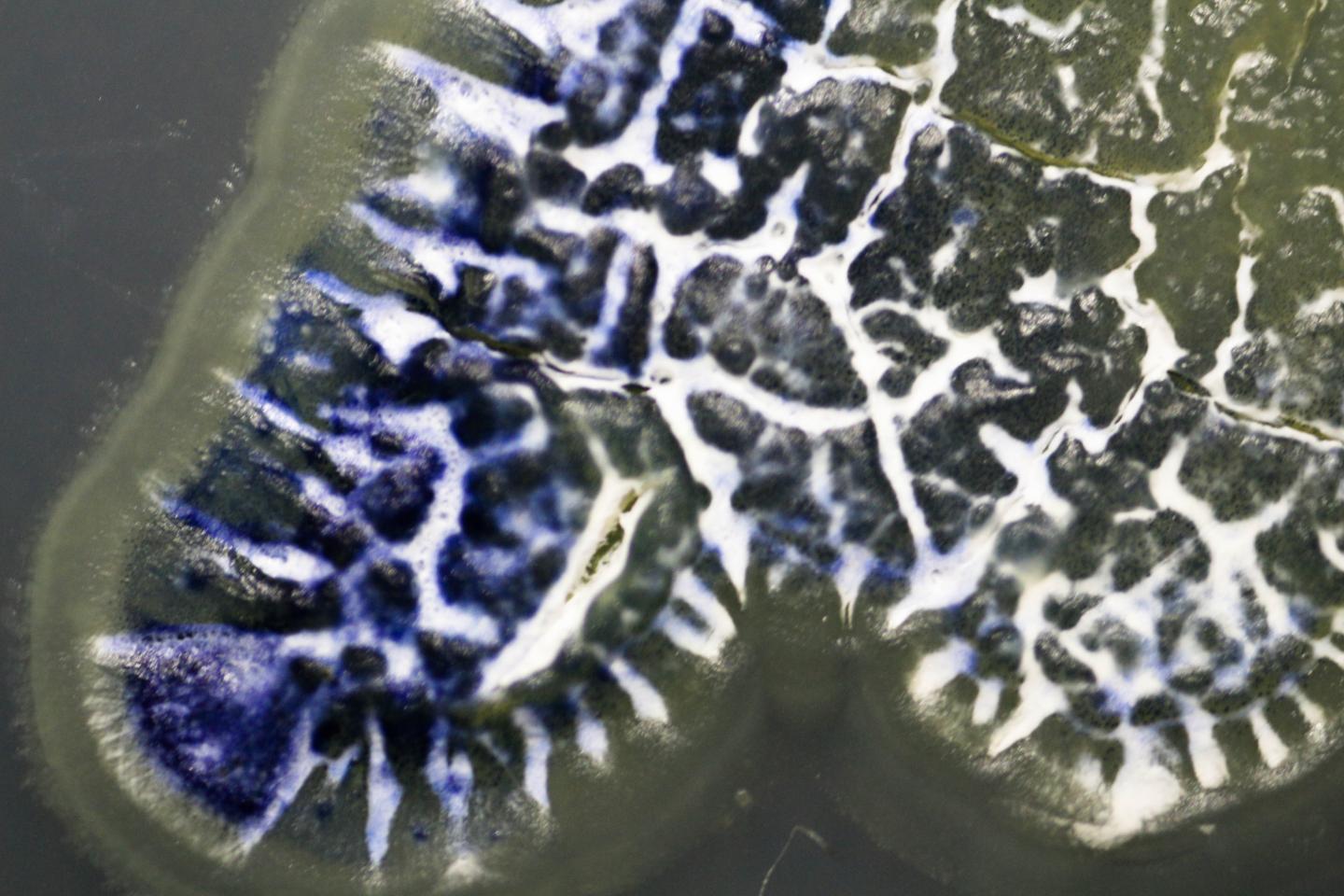 Streptomyces [IMAGE] | EurekAlert! Science News Releases