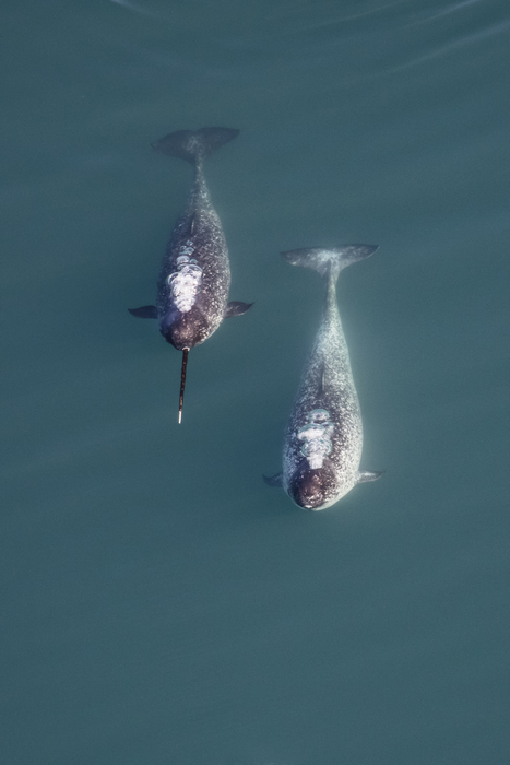 Two narwhals [IMAGE] | EurekAlert! Science News Releases