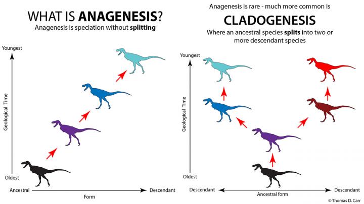 Anagenesis Explained [IMAGE] | EurekAlert! Science News Releases