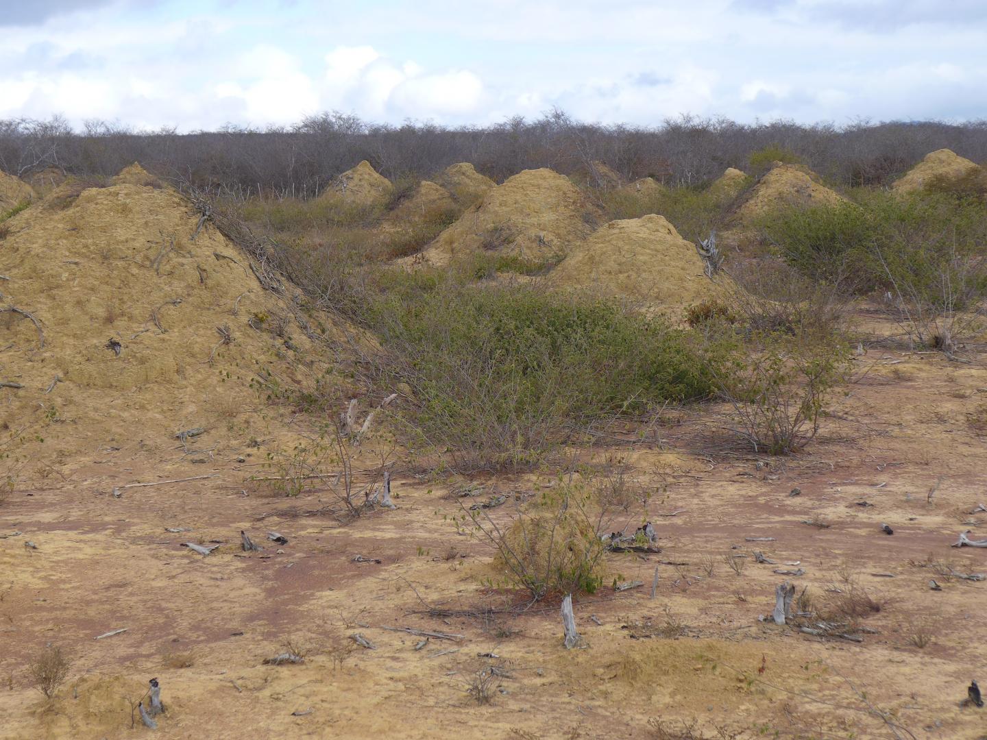 4,000-year-old termite mounds found in Brazil | EurekAlert!