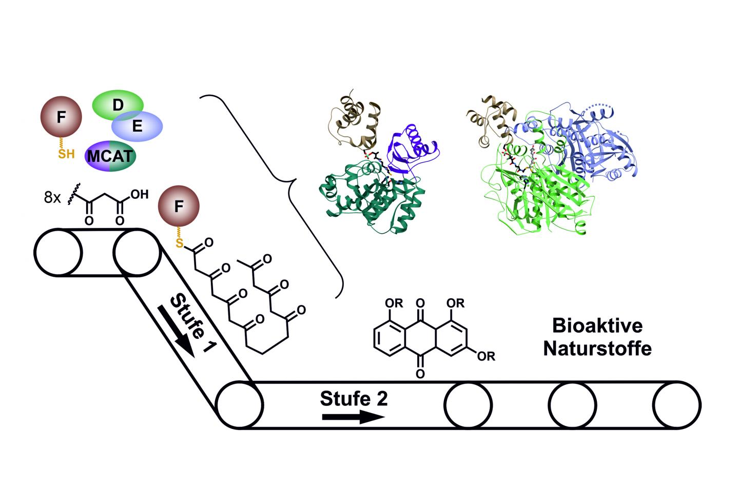 Type II PKS System [IMAGE] | EurekAlert! Science News Releases