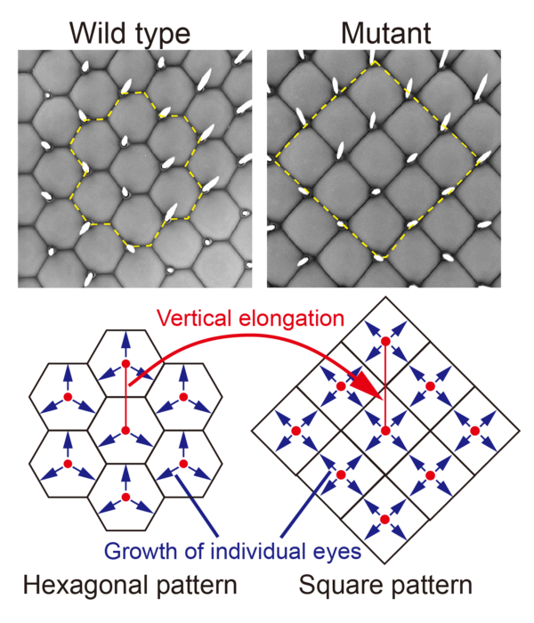Figure 1. Change from hexagona [IMAGE] | EurekAlert! Science News Releases