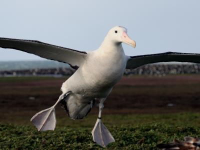 Albatross (3 of 3) [IMAGE] | EurekAlert! Science News Releases