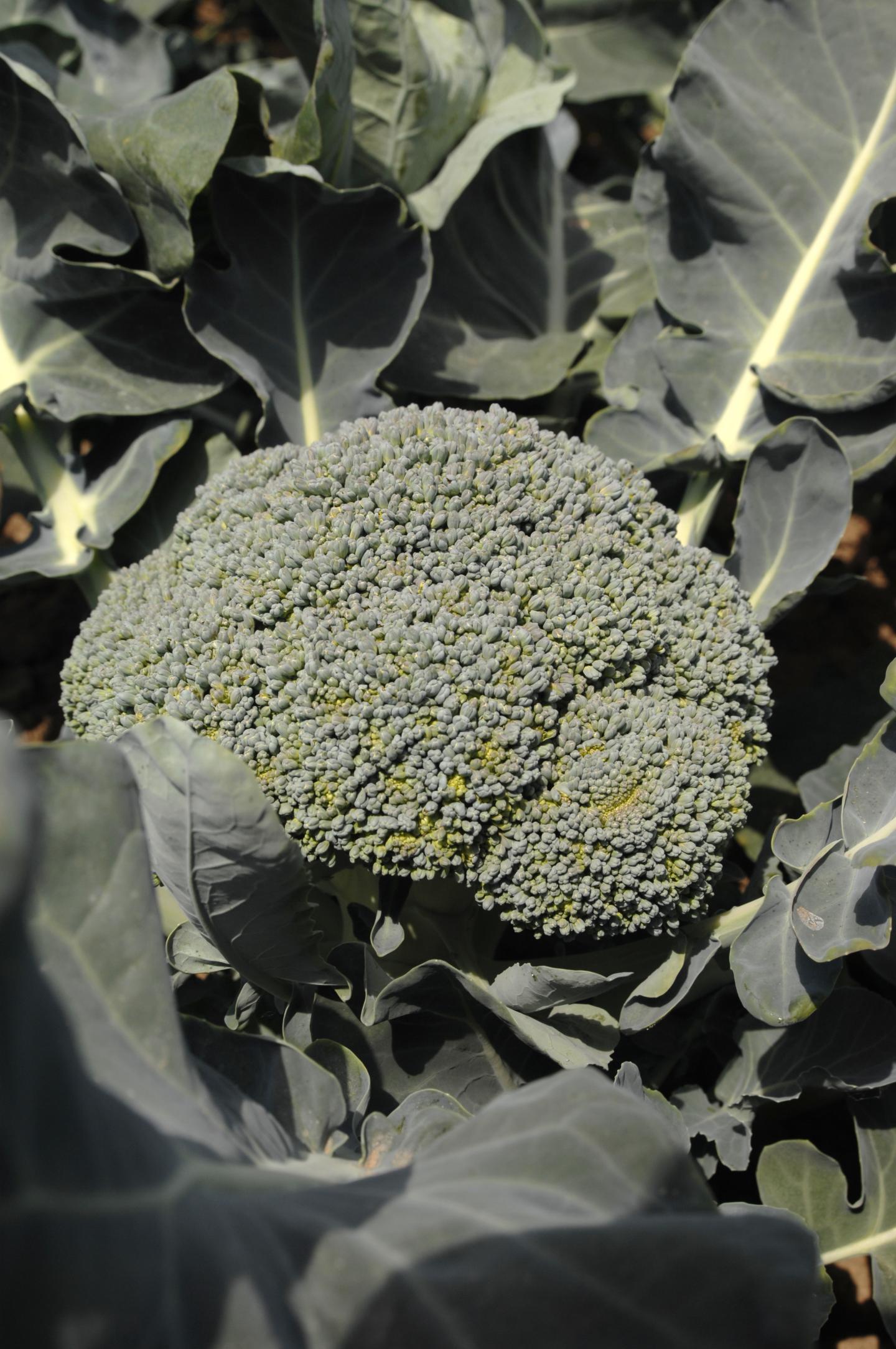 Beneforte Broccoli [IMAGE] | EurekAlert! Science News Releases