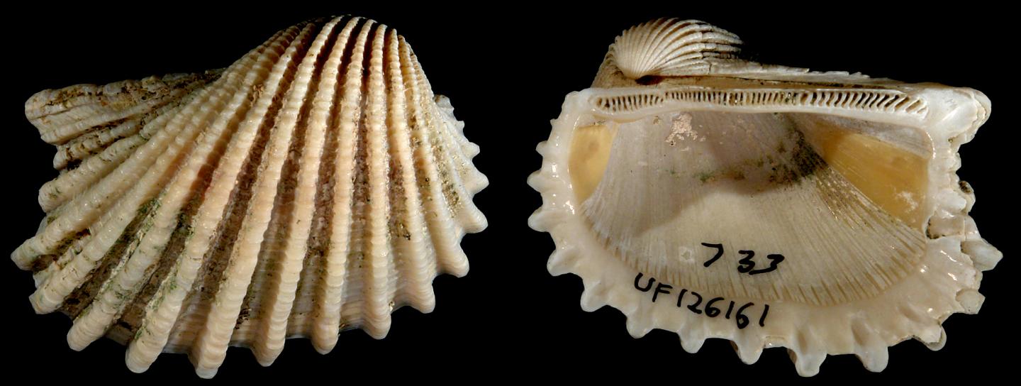 Anadara aequalitas [IMAGE] | EurekAlert! Science News Releases