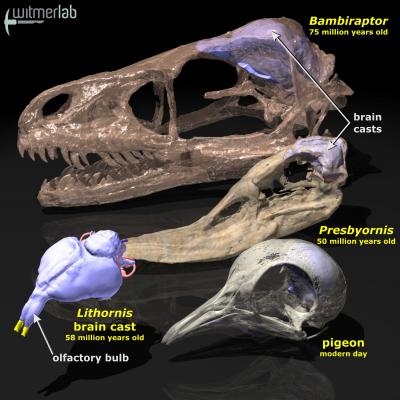 Evolution in Birds of Olfactor [IMAGE] | EurekAlert! Science News Releases