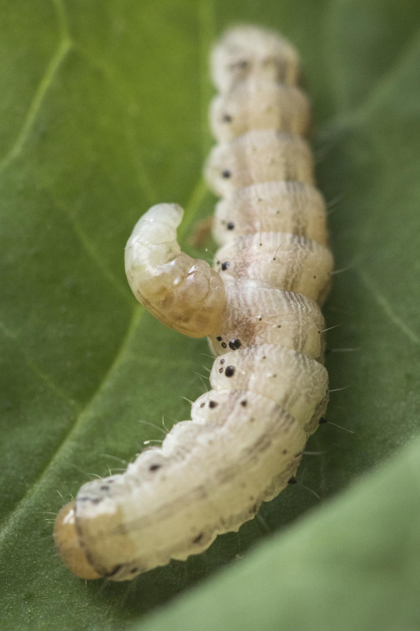 Caterpillar [IMAGE] | EurekAlert! Science News Releases