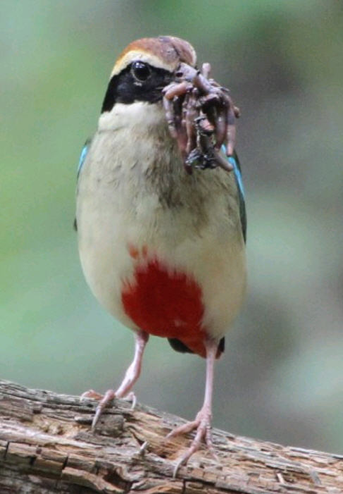 Parent birds prepare food for their offspring | EurekAlert!