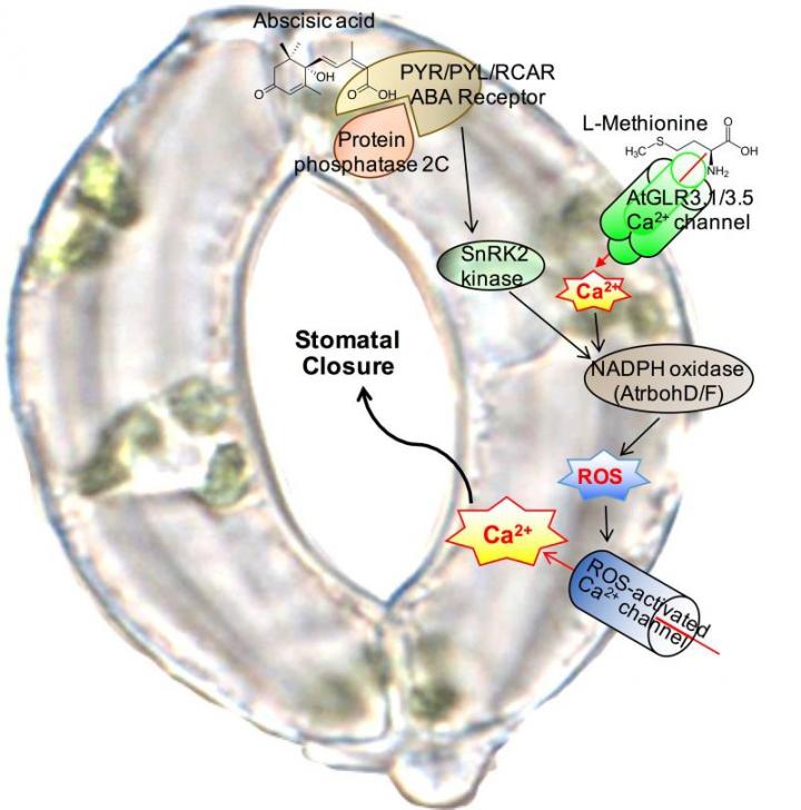The Mechanism of Stomatal Clos [IMAGE] | EurekAlert! Science News Releases
