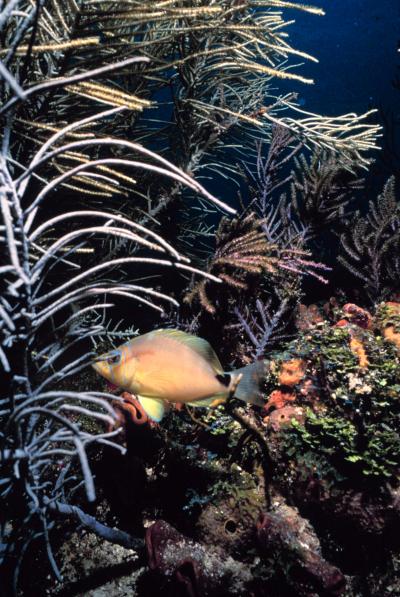 Butter Hamlet Fish [IMAGE] | EurekAlert! Science News Releases