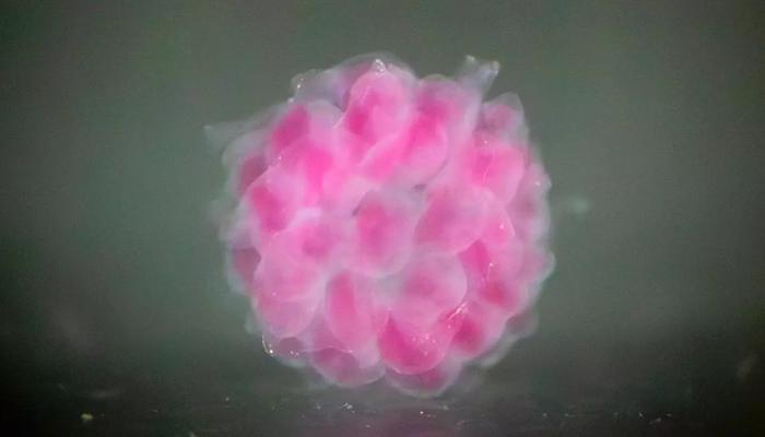 Voxelated Biomaterial [IMAGE] | EurekAlert! Science News Releases