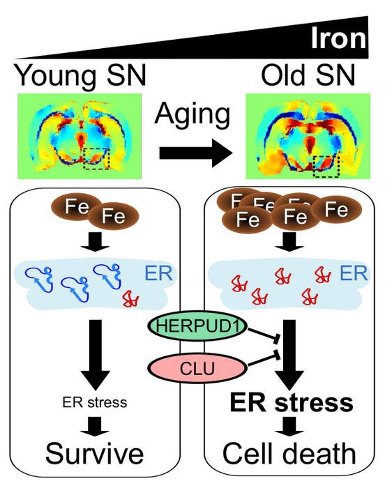 Quantification of iron levels [IMAGE] | EurekAlert! Science News Releases
