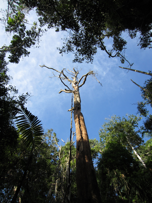 Damaged tree [IMAGE] | EurekAlert! Science News Releases