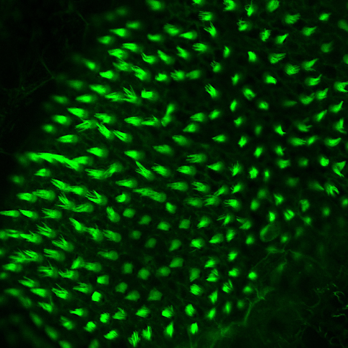 Zebrafish cells [IMAGE] | EurekAlert! Science News Releases