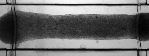 Lab-Grown Heart Tissue [IMAGE] | EurekAlert! Science News Releases