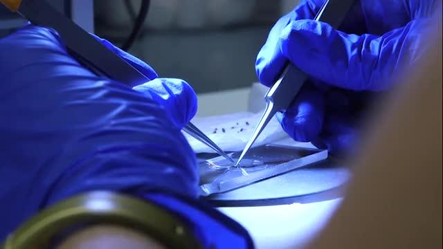 New tool for combating mosquito-borne disease | EurekAlert!